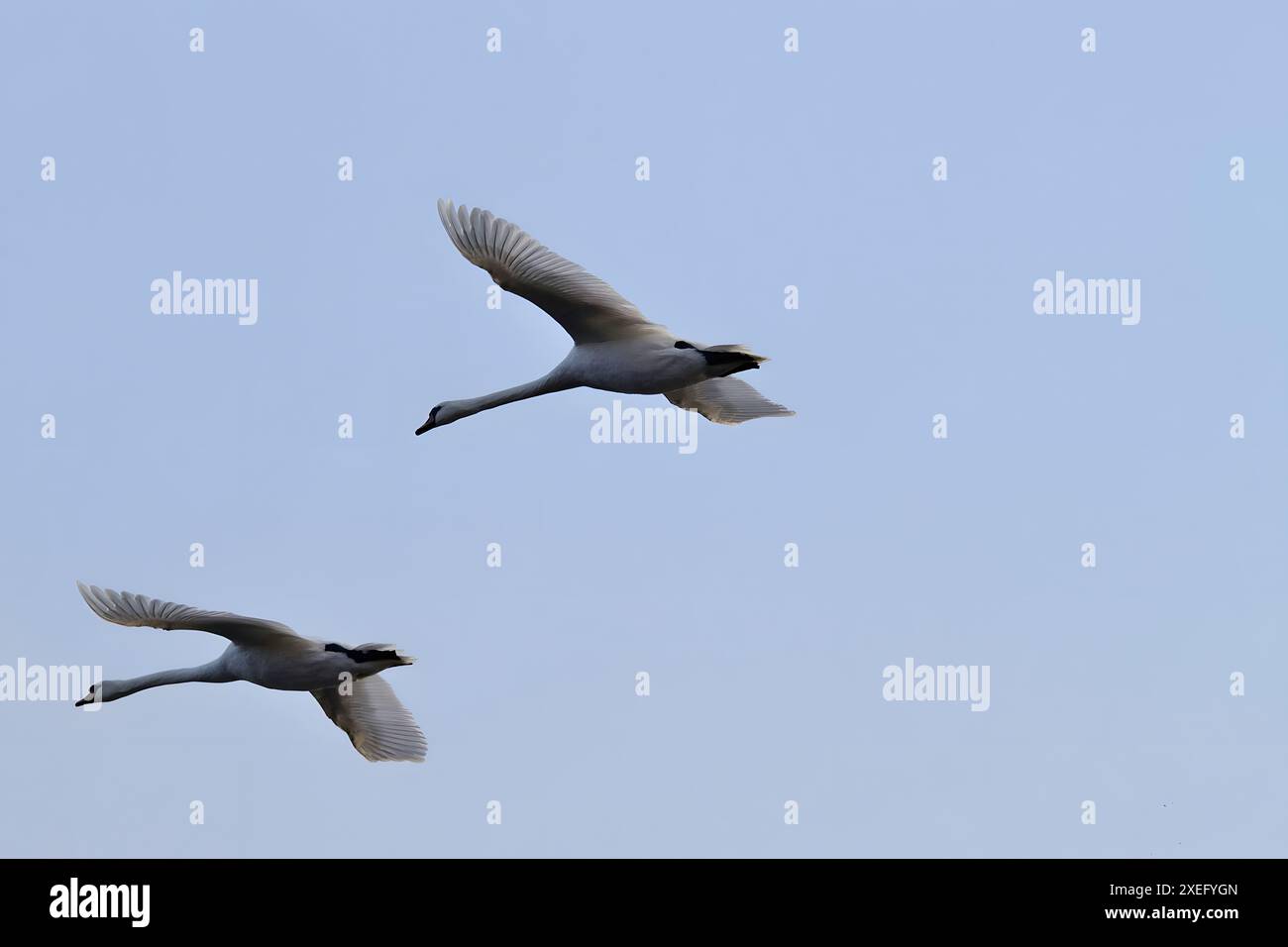 Live flight hi-res stock photography and images - Alamy