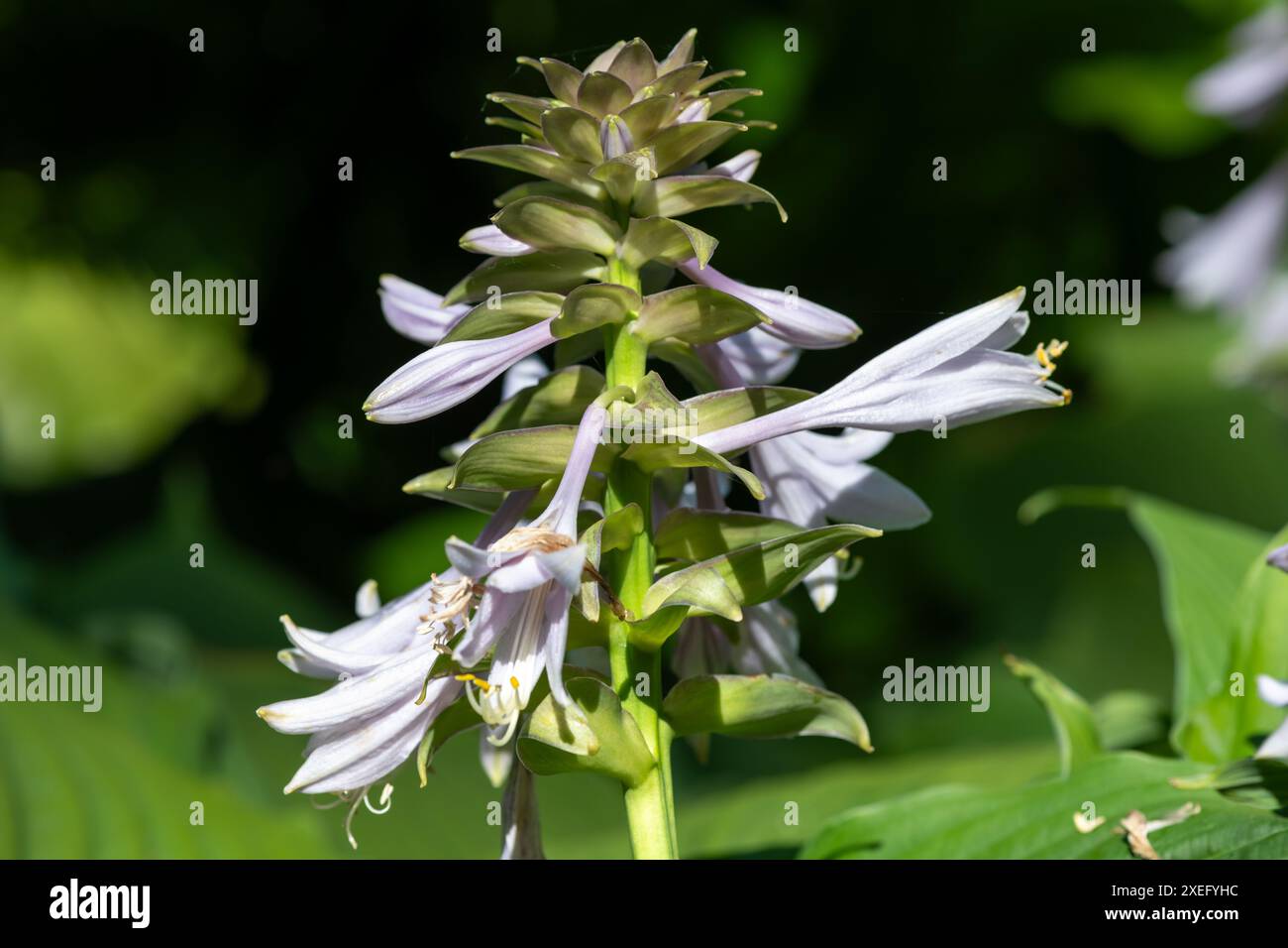 Close up of a hosta (Frances Williams) plantain lily in bloom Stock ...