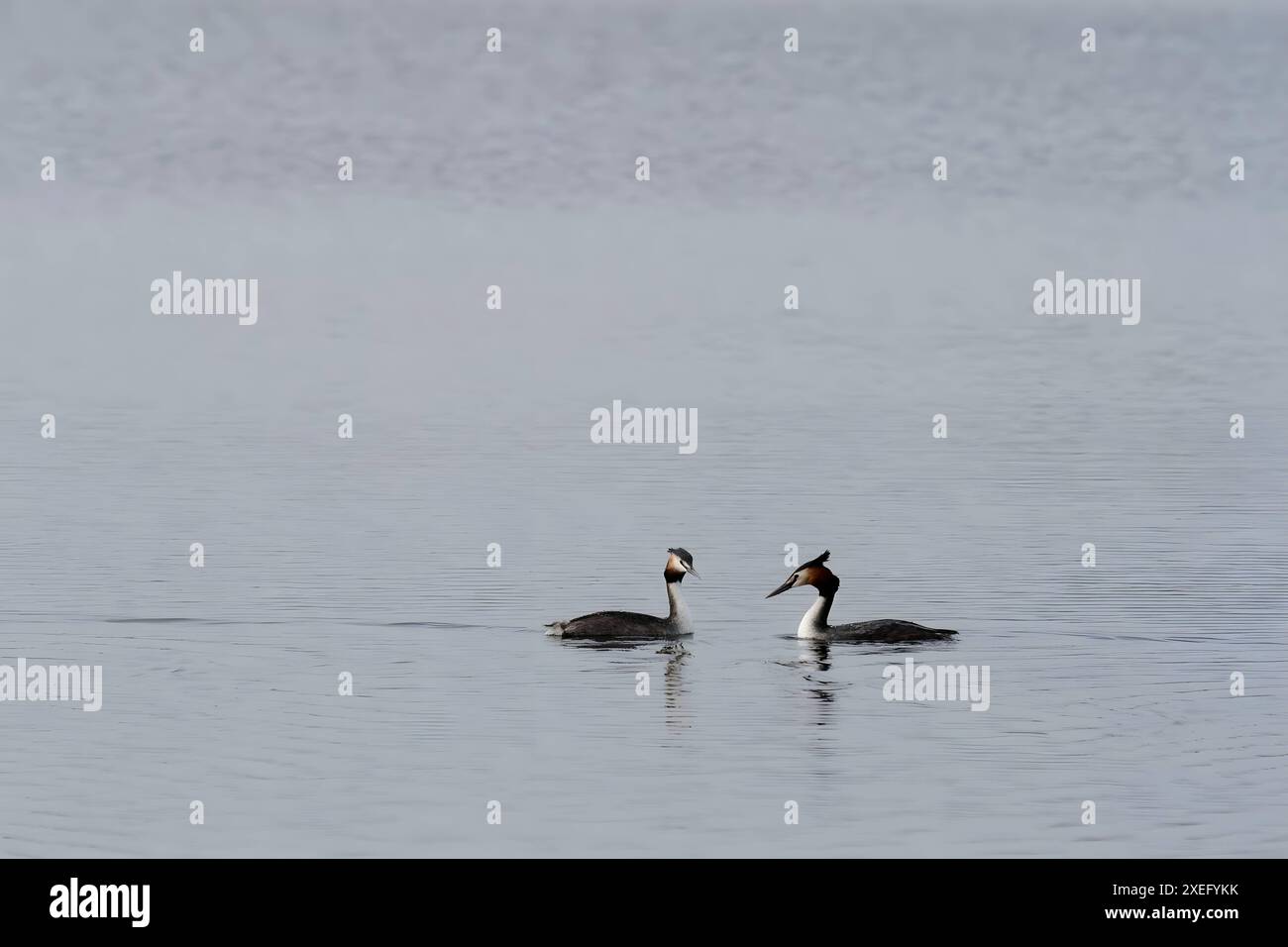 Close-up photo of a male and female Great Crested Grebe together on the ...