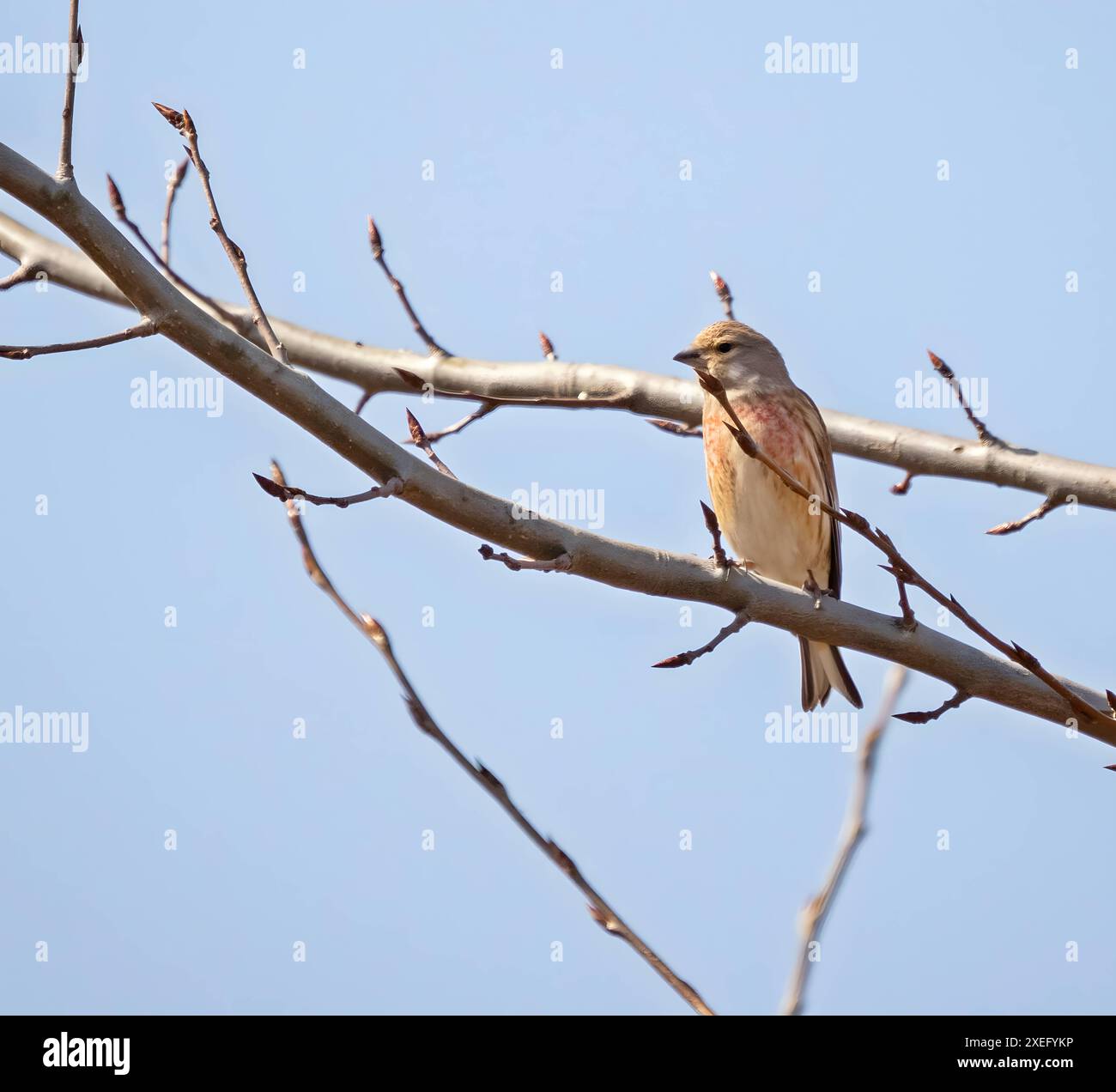 Colourful male linnet linaria hi-res stock photography and images - Alamy