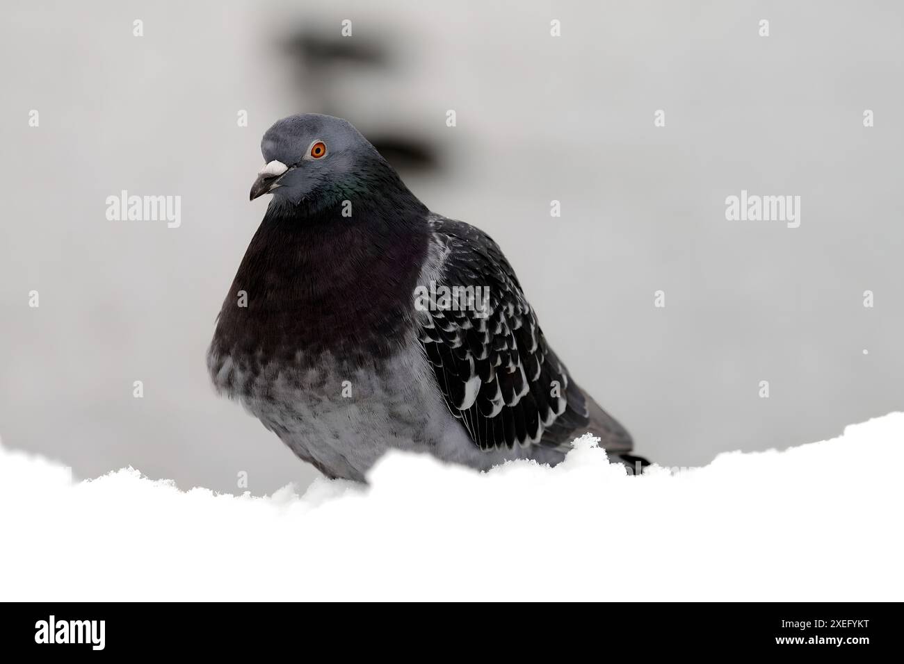 A city pigeon in a winter scene in the snow Stock Photo - Alamy