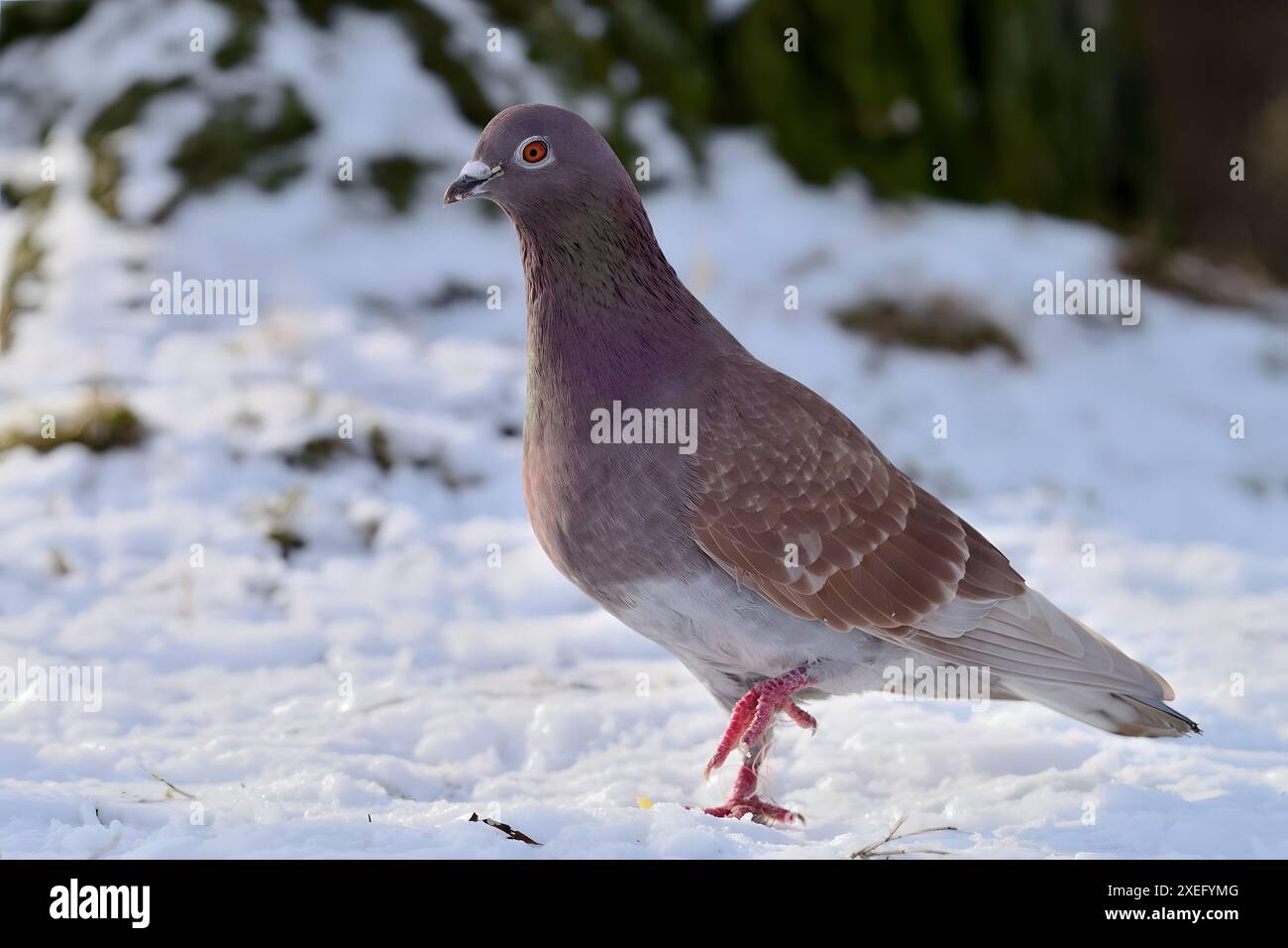 A city pigeon in a winter scene in the snow Stock Photo - Alamy