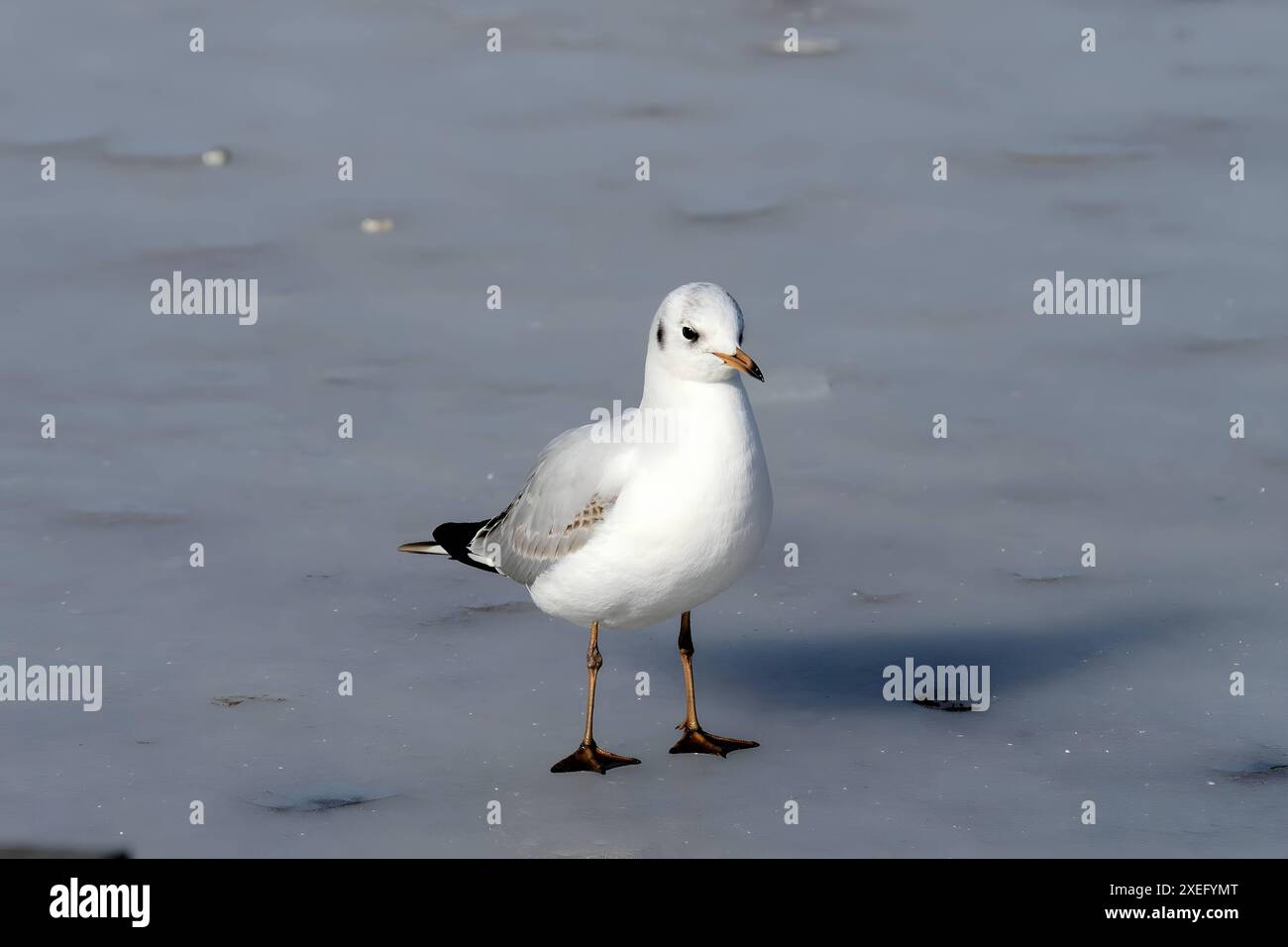 Young common gulls hi-res stock photography and images - Alamy