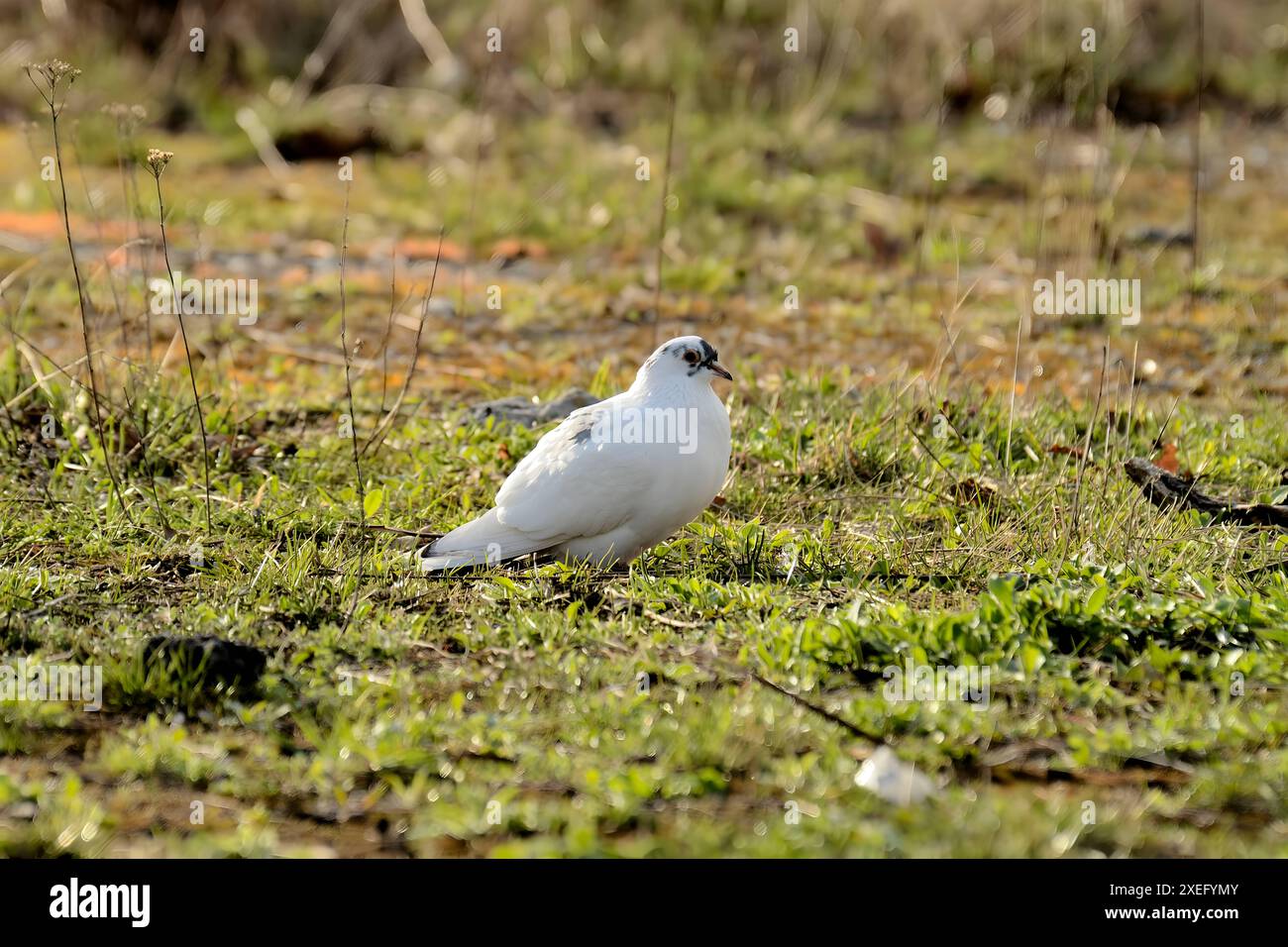 Flying white dove isolated hi-res stock photography and images - Alamy