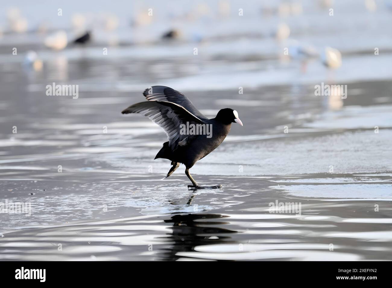 Eurasian coot on grass, close-up photo on blurry background Stock Photo ...
