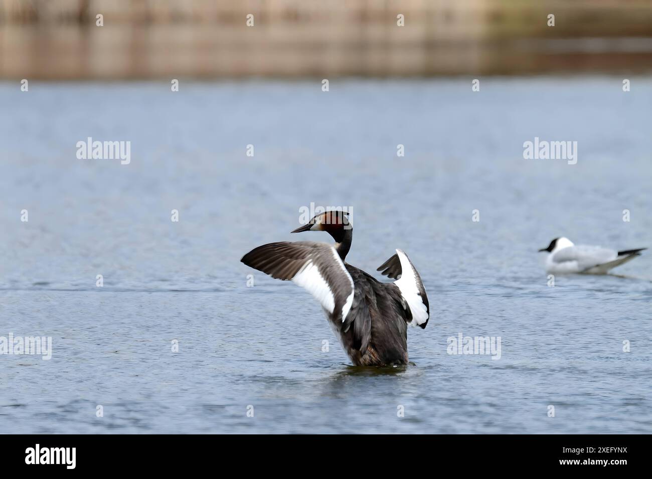Great crested grebe preparing to fly with outspread wings Stock Photo ...