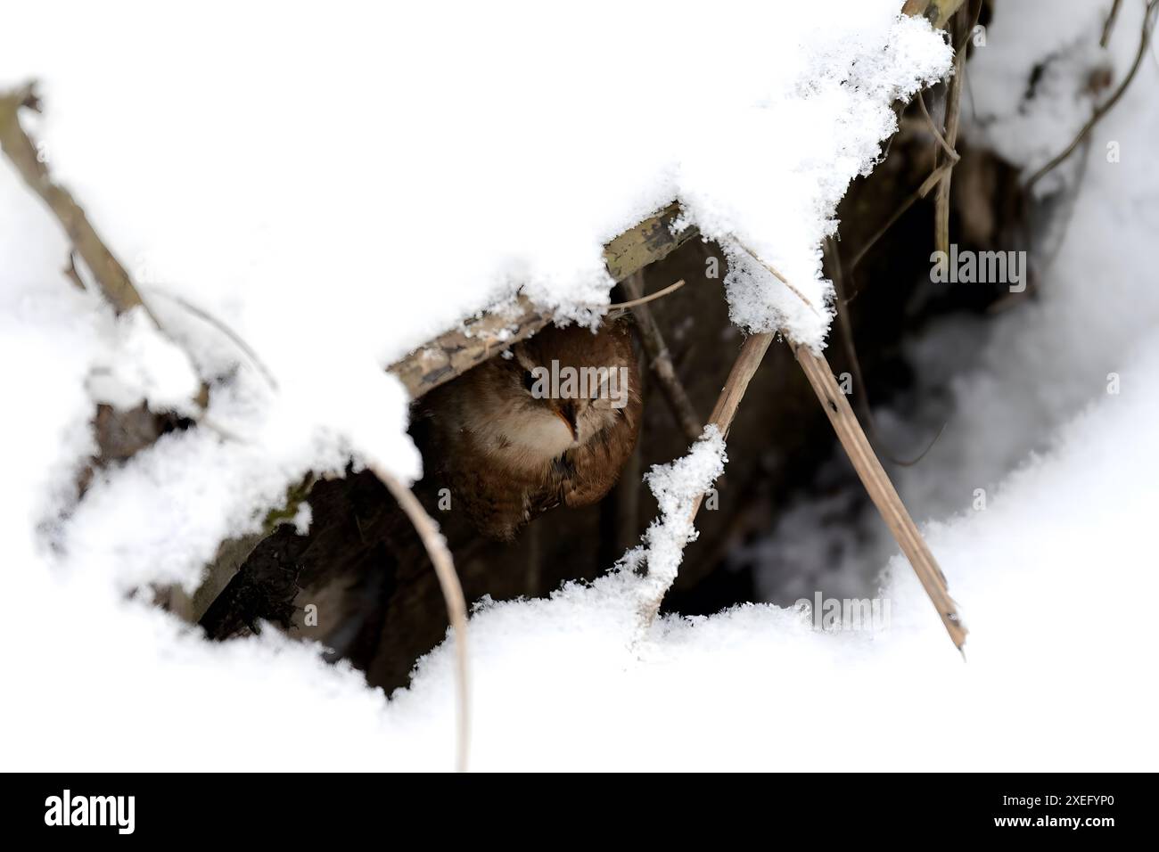 Eurasian wren in nature hi-res stock photography and images - Alamy