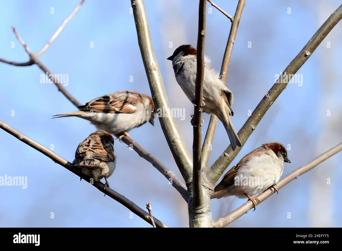 Four sparrows on spear branches Stock Photo - Alamy
