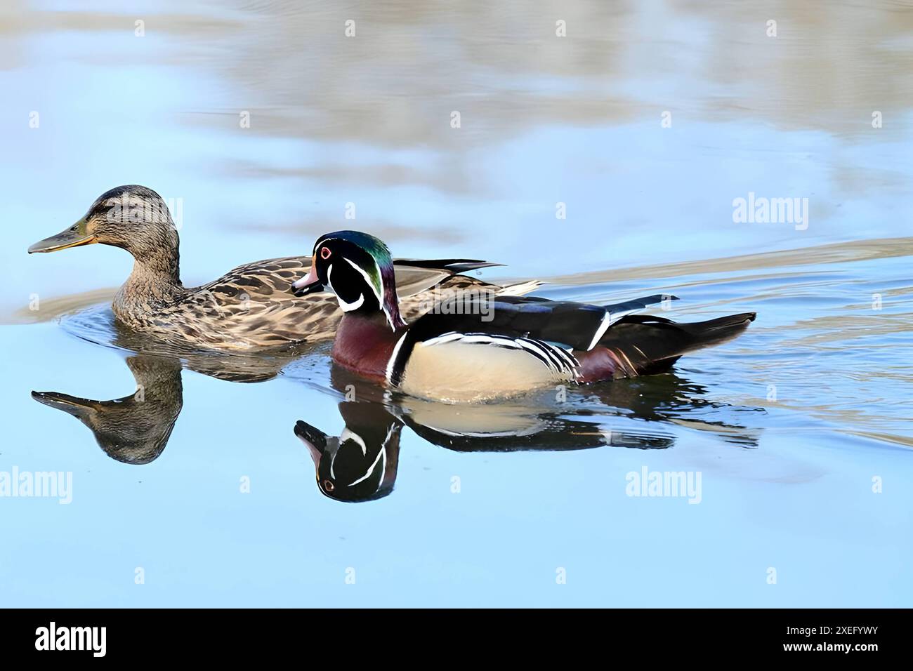 Duck on pond blue water hi-res stock photography and images - Alamy