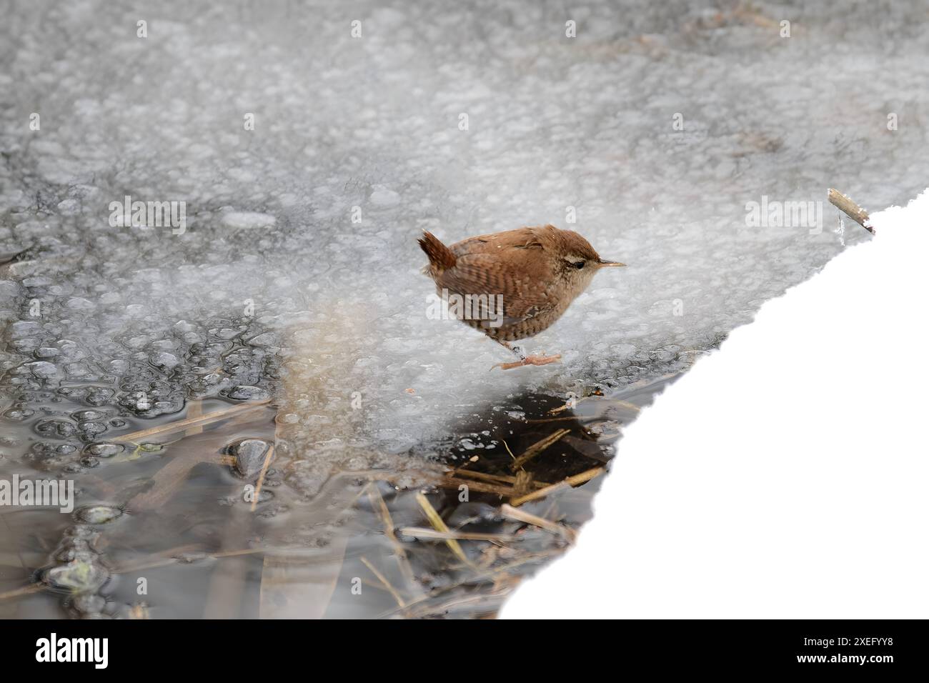 Eurasian wren on frozen water in winter Stock Photo - Alamy
