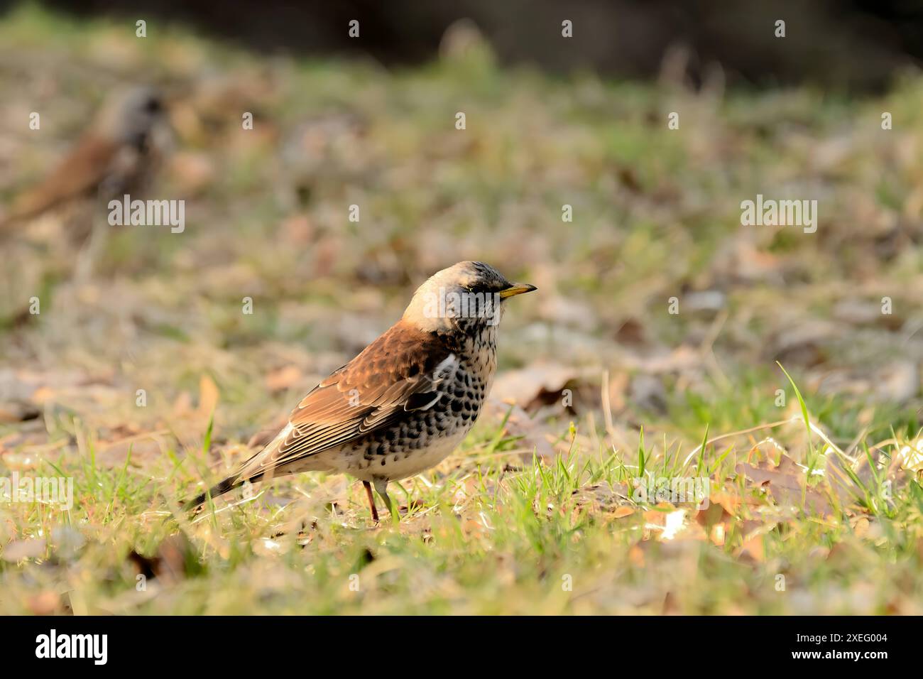 Fieldfare on the ground around dry leaves Stock Photo - Alamy