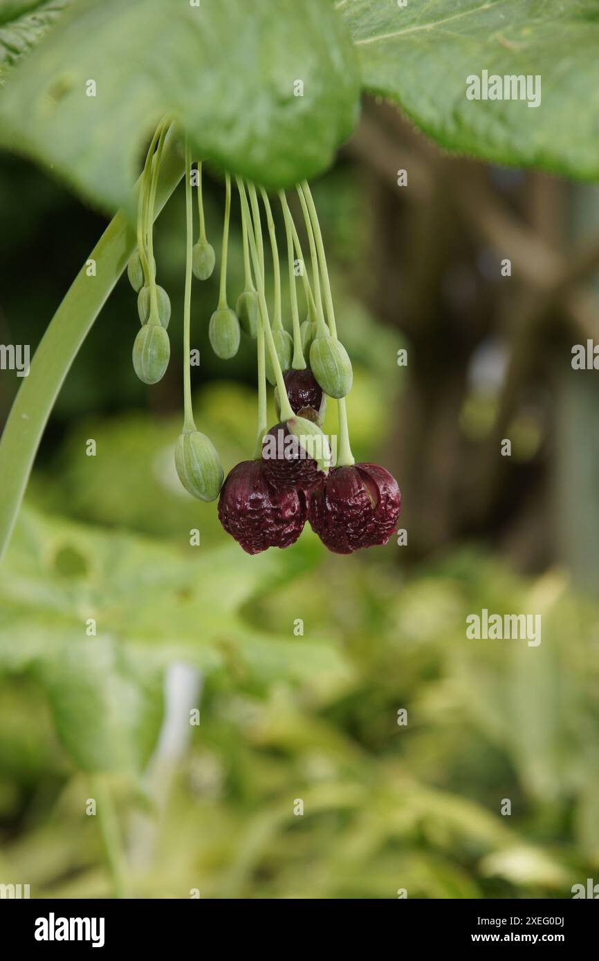 Podophyllum versipelle ‘spotty dotty’ hi-res stock photography and ...