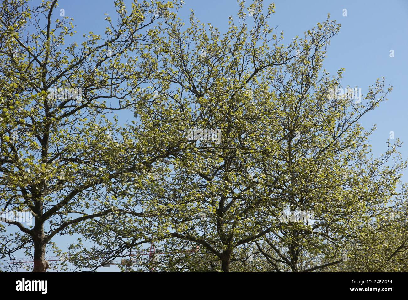 Plane tree seeds hi-res stock photography and images - Alamy
