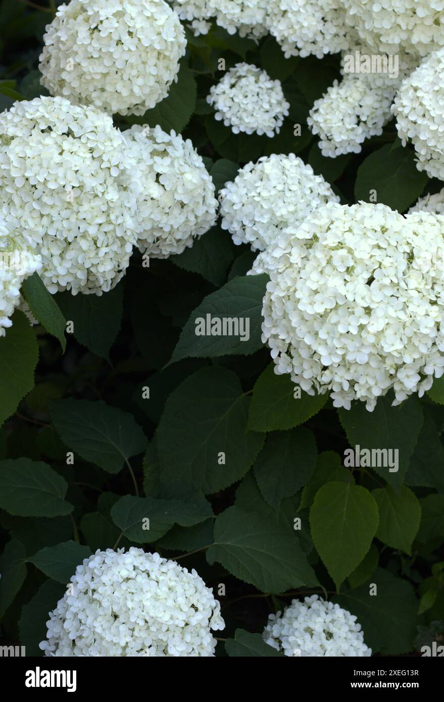 Spherical floral clusters hi-res stock photography and images - Alamy