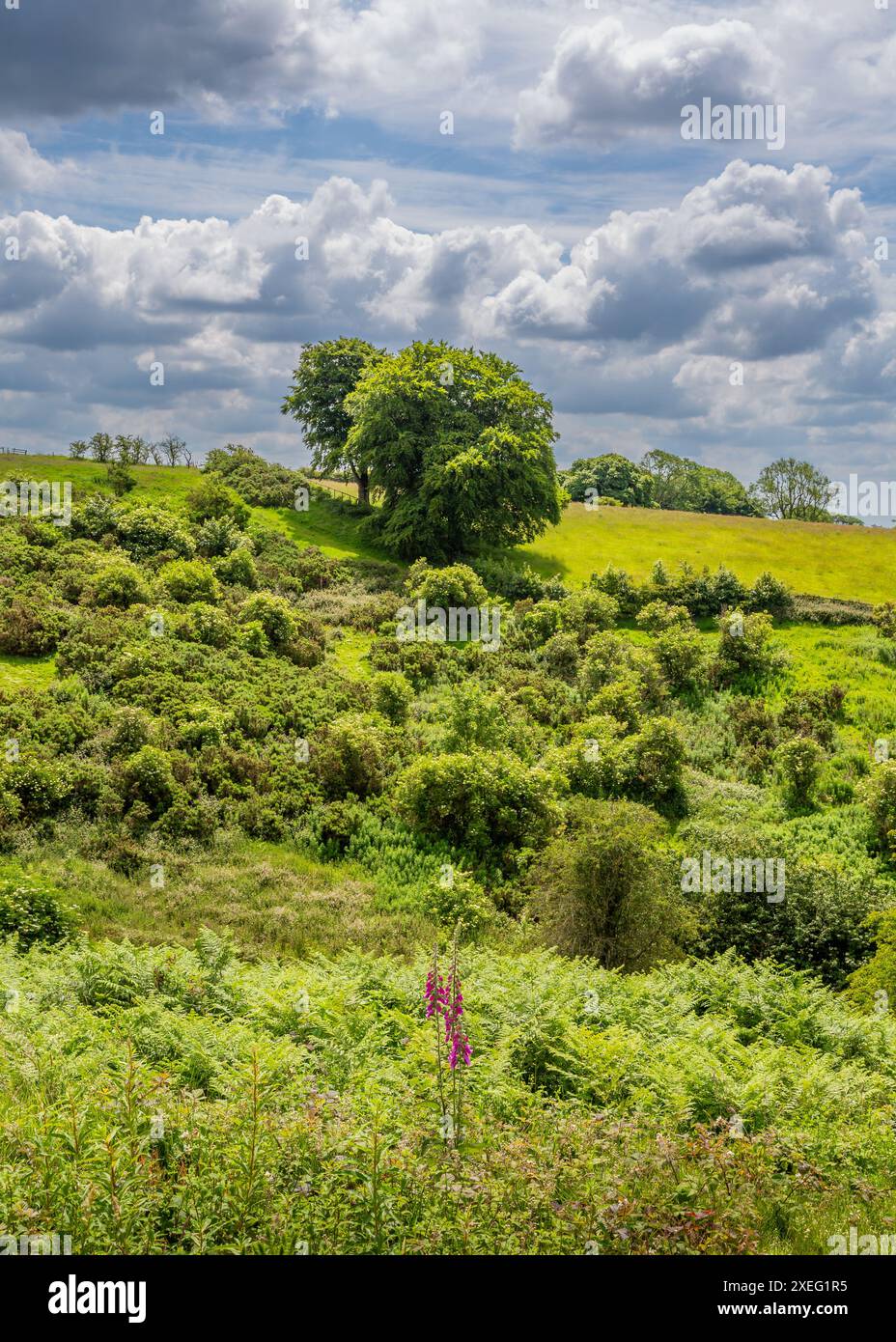 Beautiful outdoors scenic views at Waseley Hills Country Park near ...
