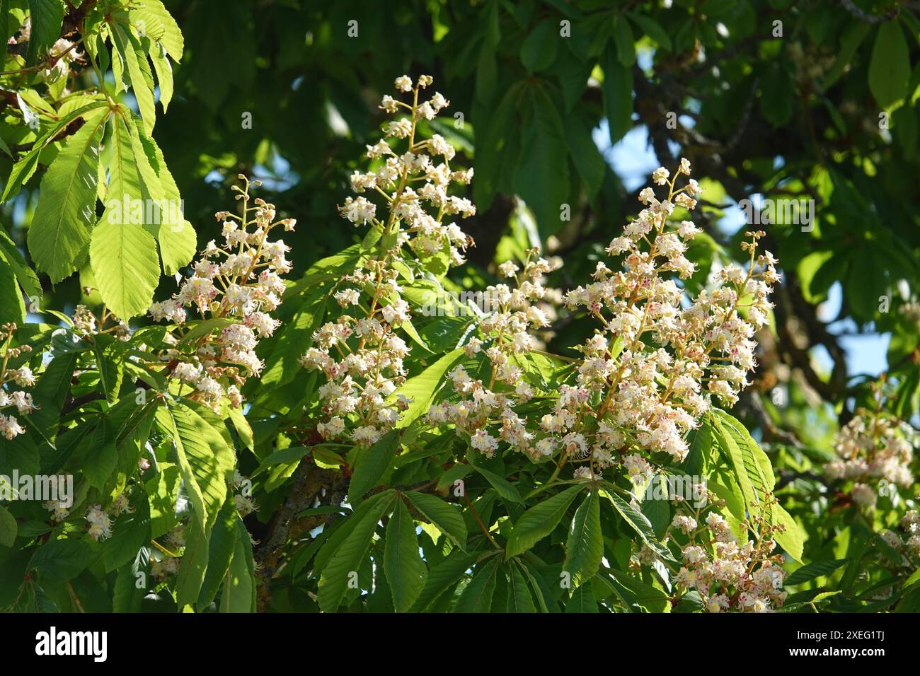 Aesculus hippocastanum, horse chestnut Stock Photo - Alamy