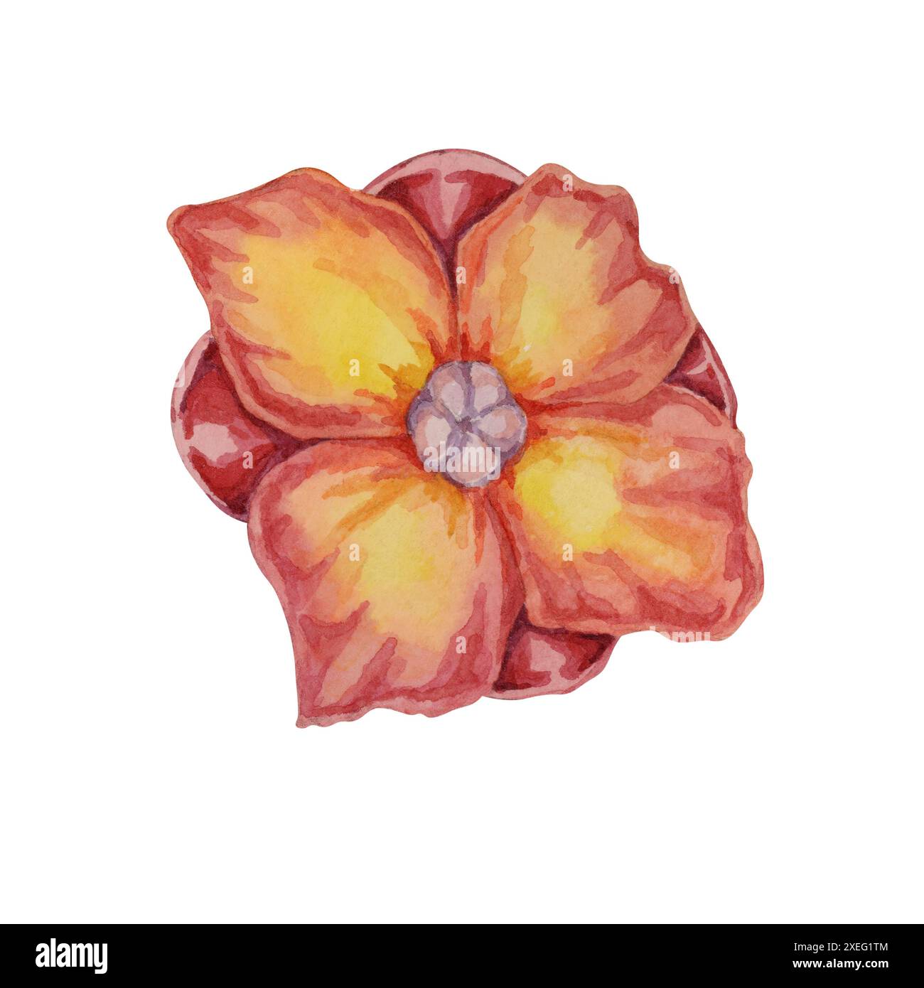 Flower of the purple mangosteen, tropical exotic Asian botany clipart ...