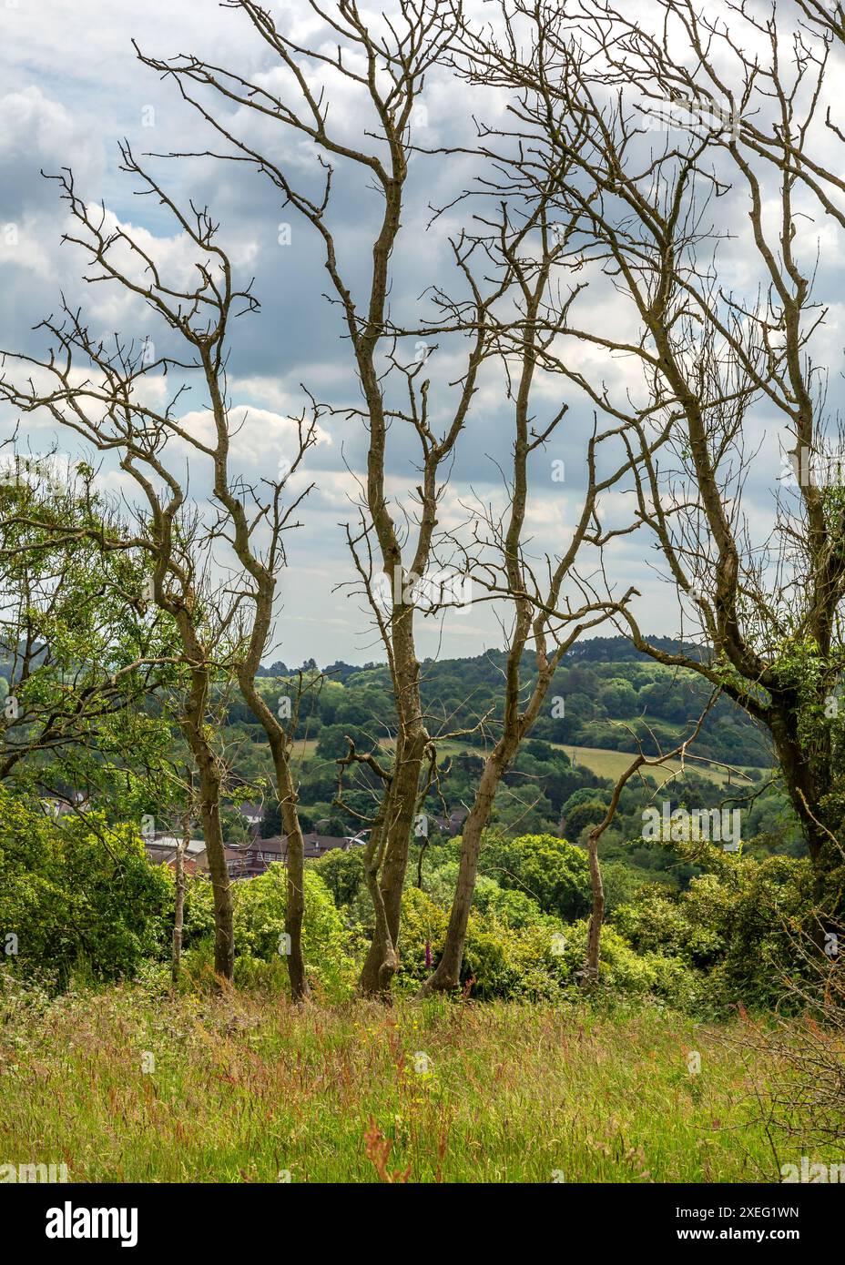 Beautiful outdoors scenic views at Waseley Hills Country Park near ...