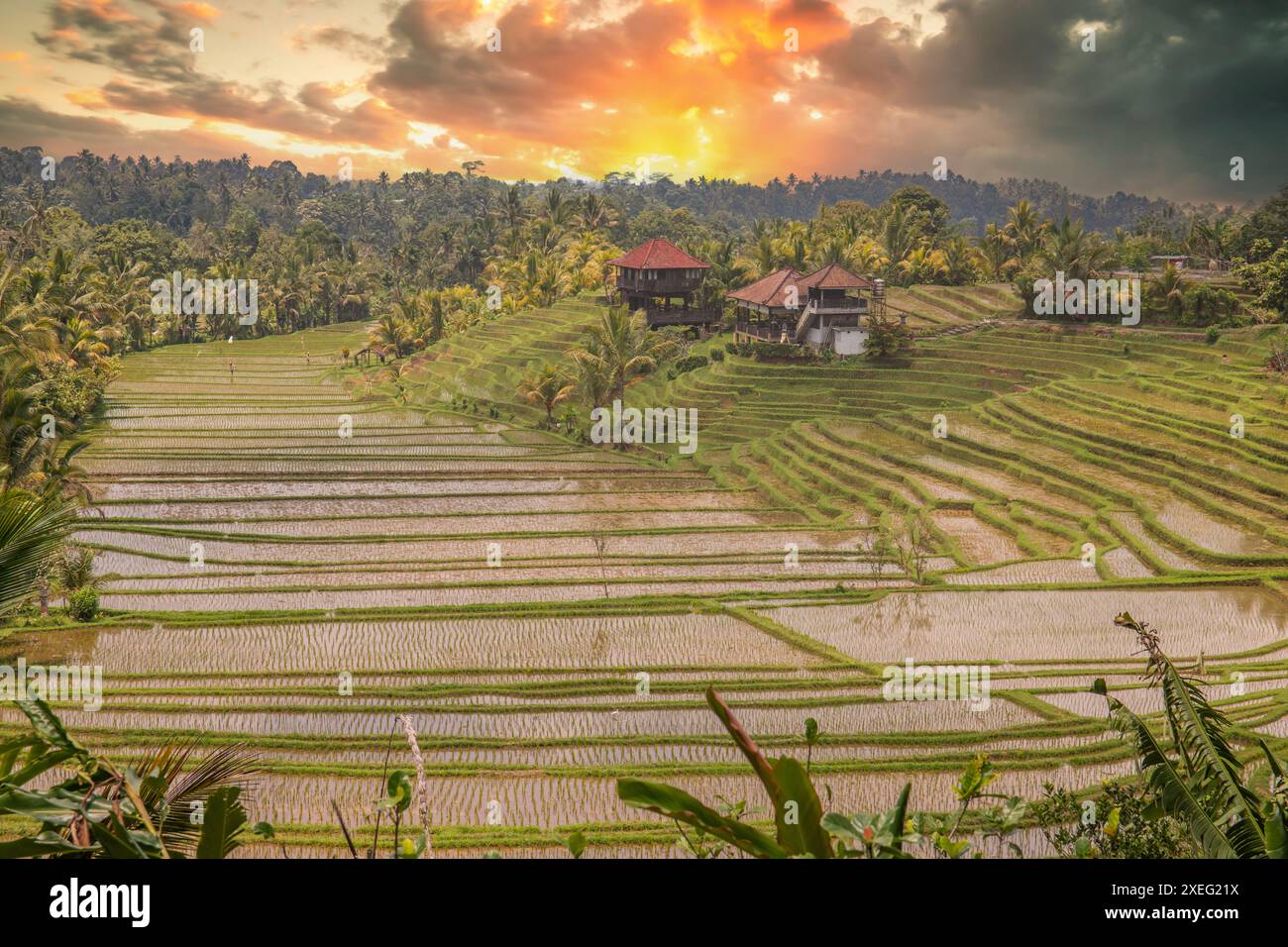 Malaysia rice terrace hi-res stock photography and images - Alamy
