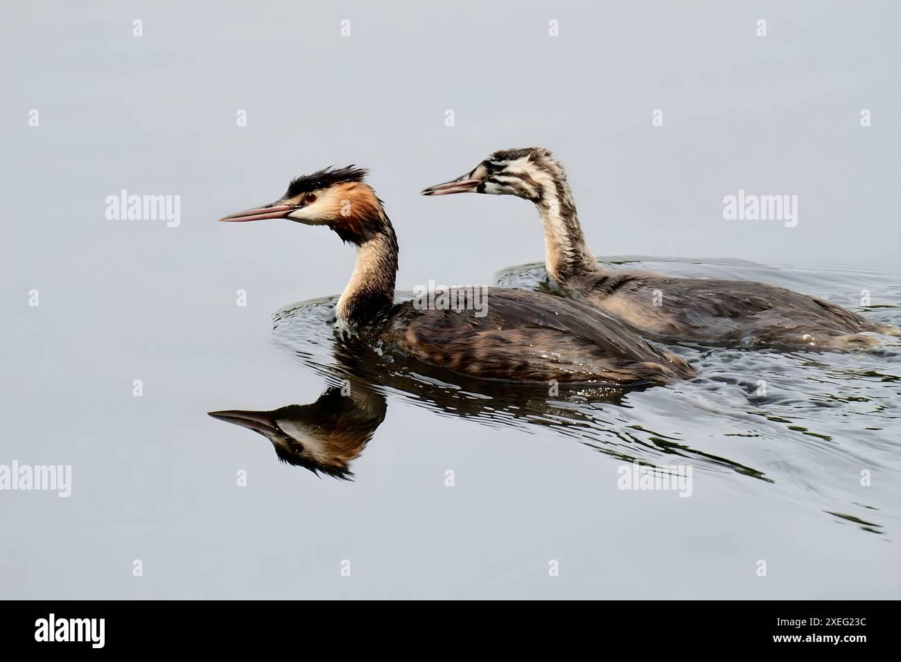 Close-up photo of a male and female Great Crested Grebe together on the ...