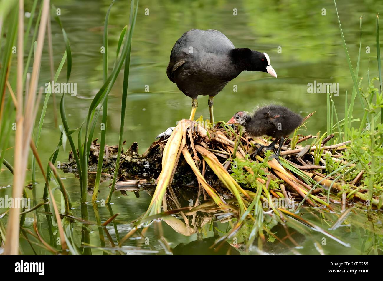 Eurasian coot couple hi-res stock photography and images - Alamy