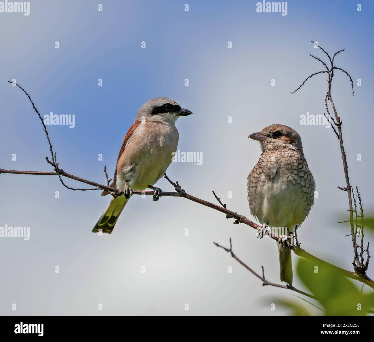 Another adult beetle hi-res stock photography and images - Alamy