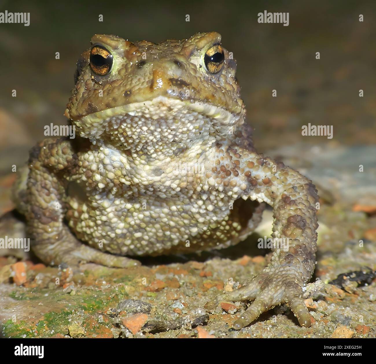 Common toad close-up photo Stock Photo - Alamy