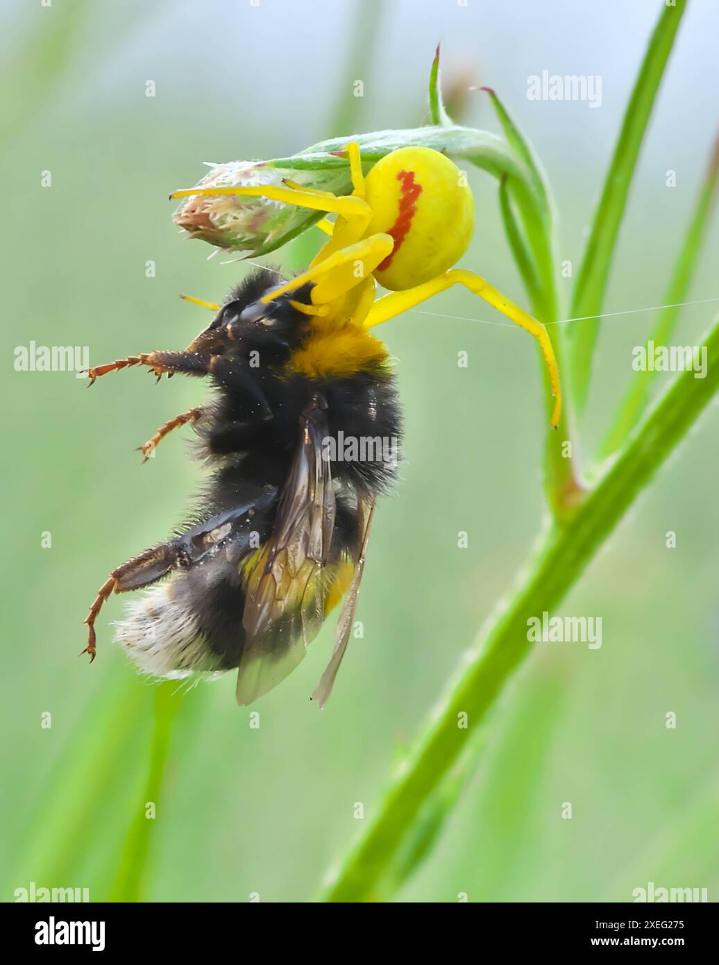 Bumblebee insect eaten by crab flower spider, close-up photo Stock ...