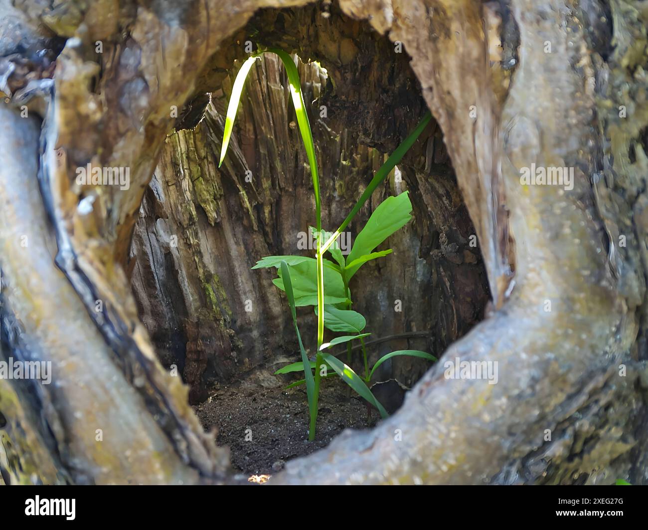 Big tree trunk growing hi-res stock photography and images - Alamy