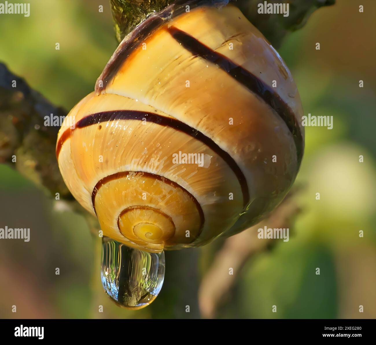 Water snail hi-res stock photography and images - Alamy