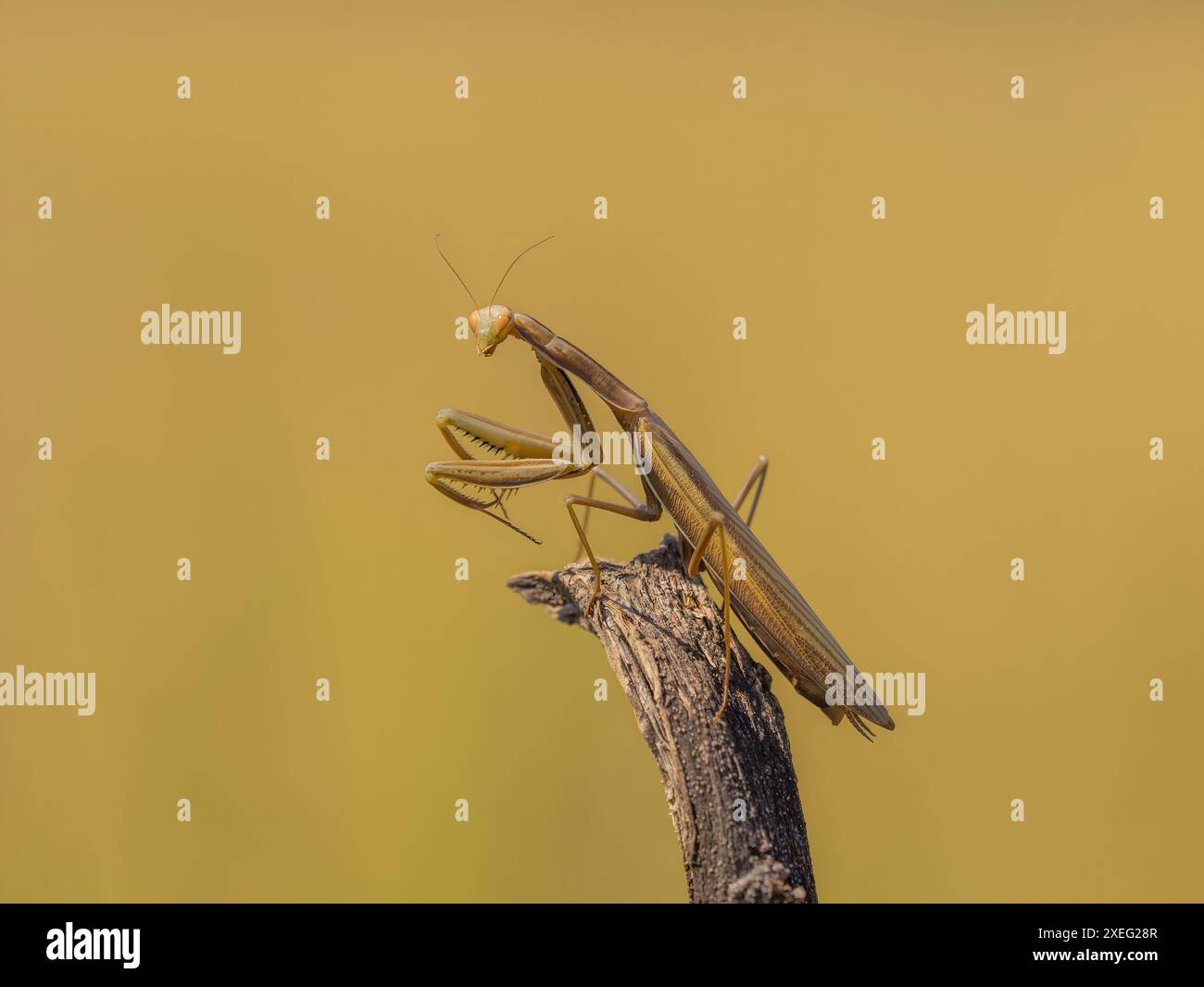 Mantis, close-up photograph on the tip of a twig, blurred uniform ...