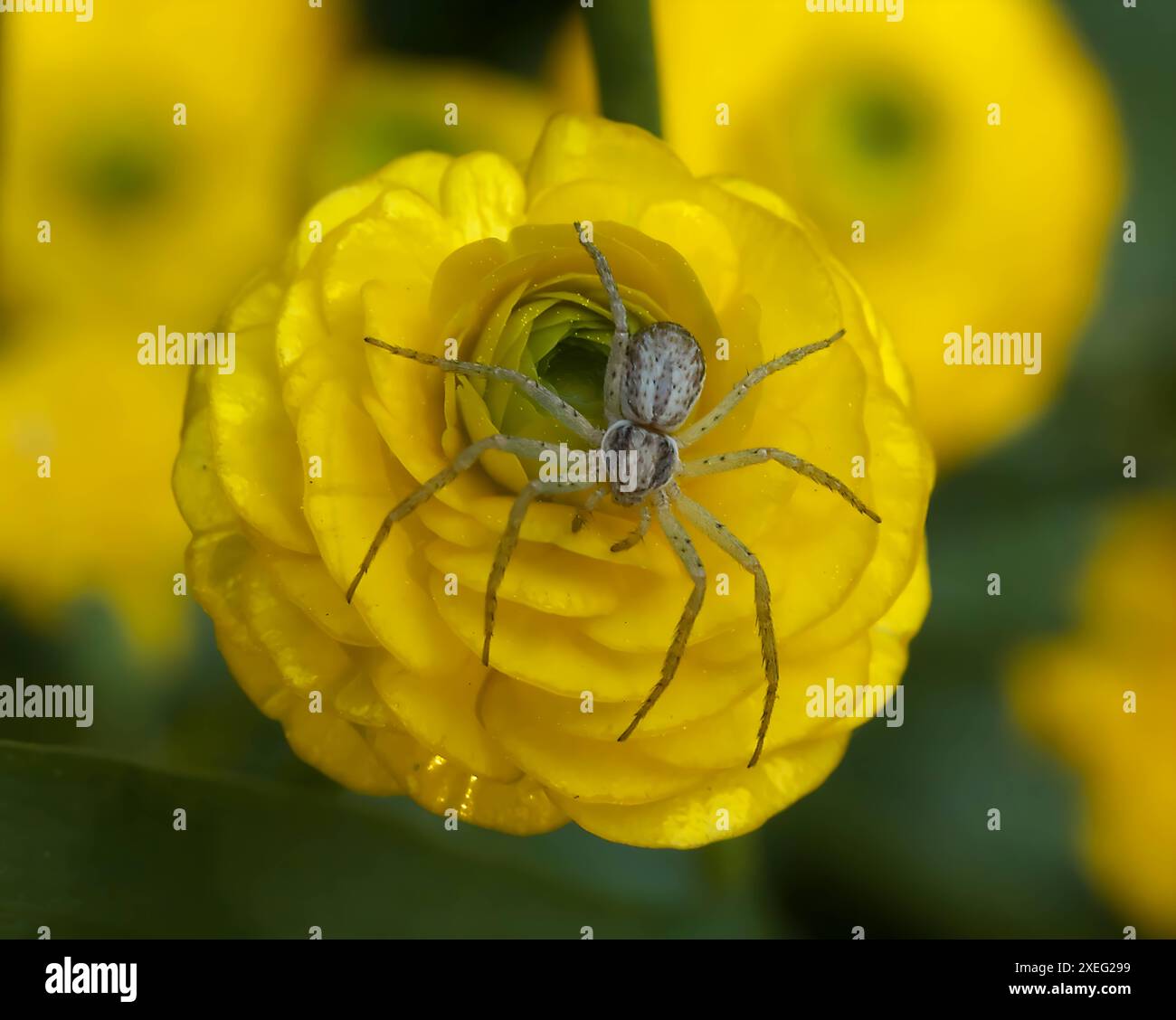 Detail of a rare flower hi-res stock photography and images - Alamy