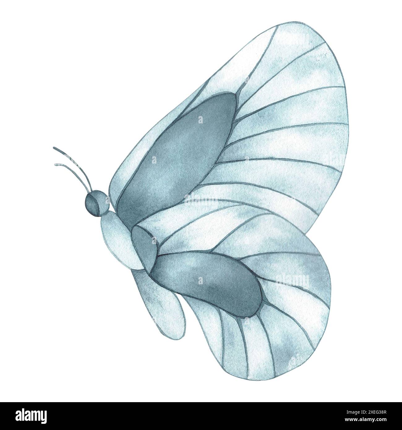 A set on the theme of butterflies and insects painted in watercolor on ...