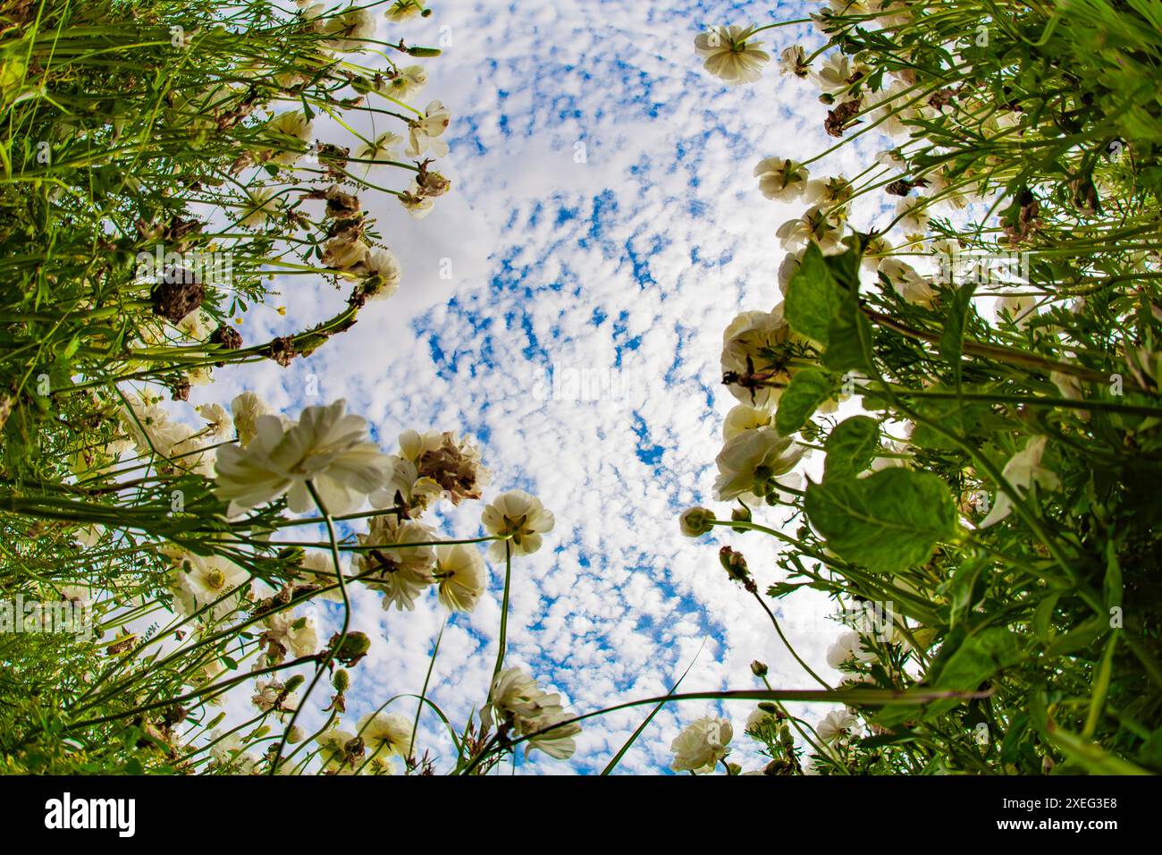 Delightful colours hi-res stock photography and images - Alamy