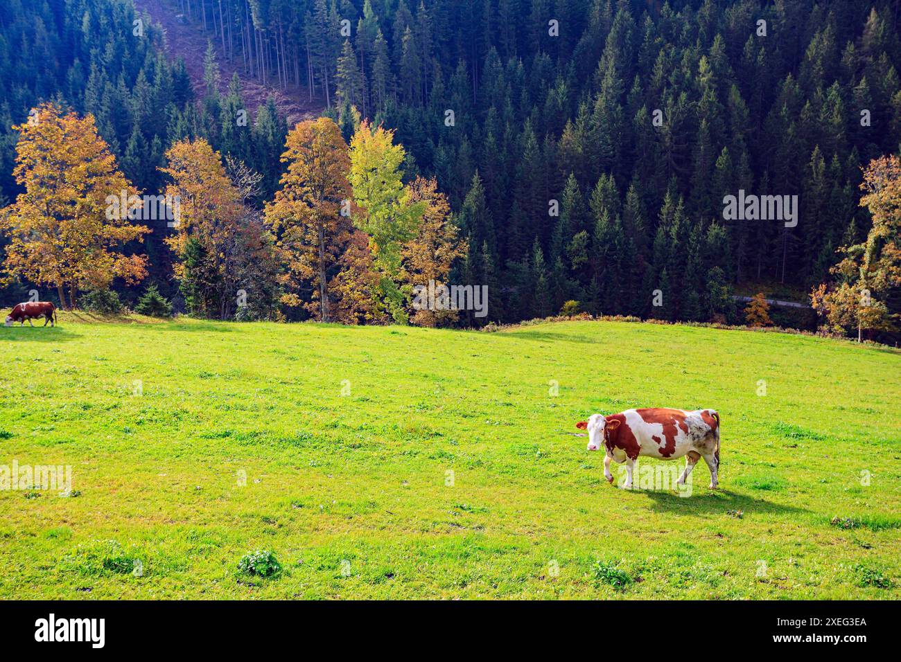 Austrian forests hi-res stock photography and images - Alamy