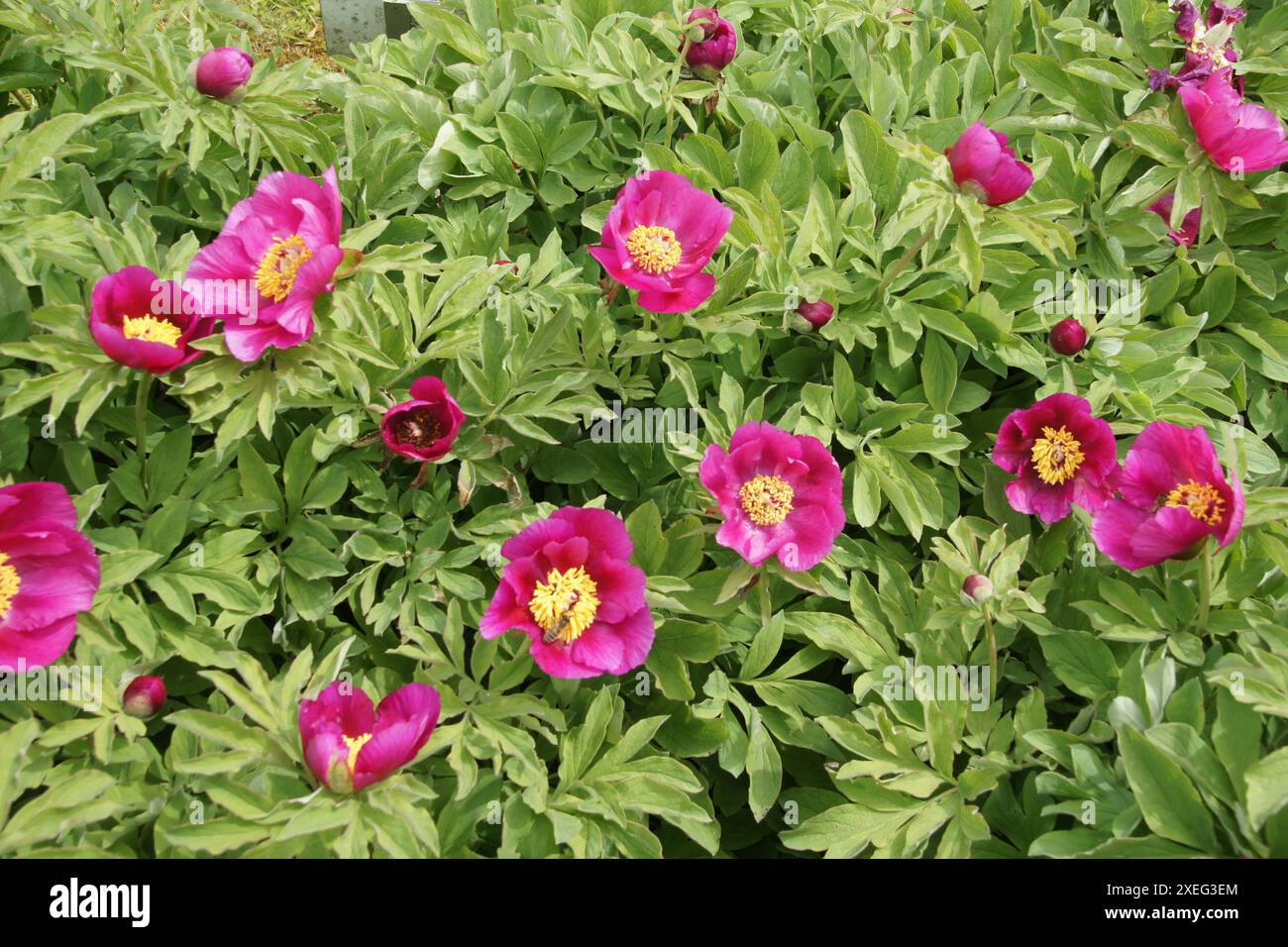 Geschlitztbla ttrige pfingstrose hi-res stock photography and images ...