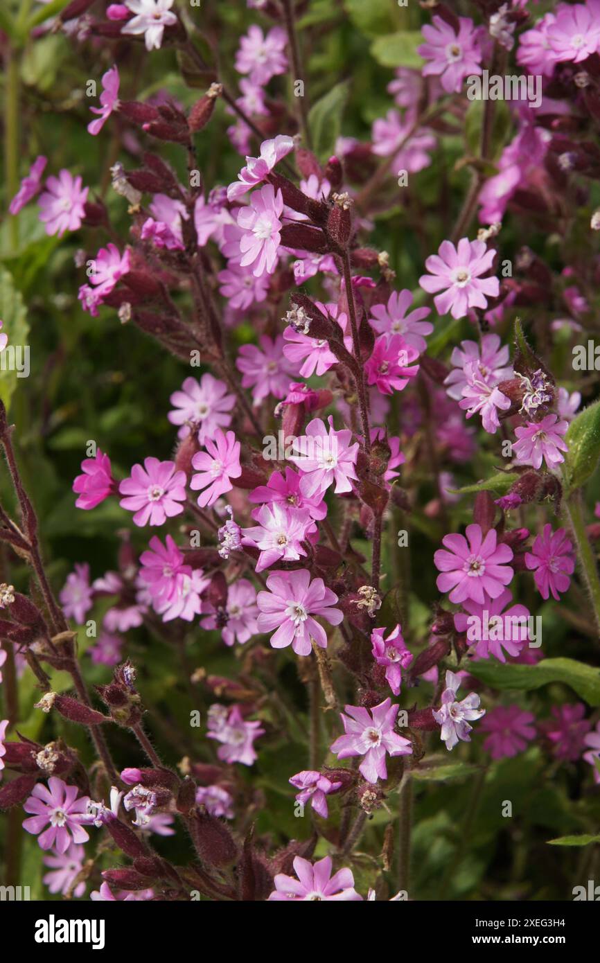 Silene dioica, red campion Stock Photo - Alamy