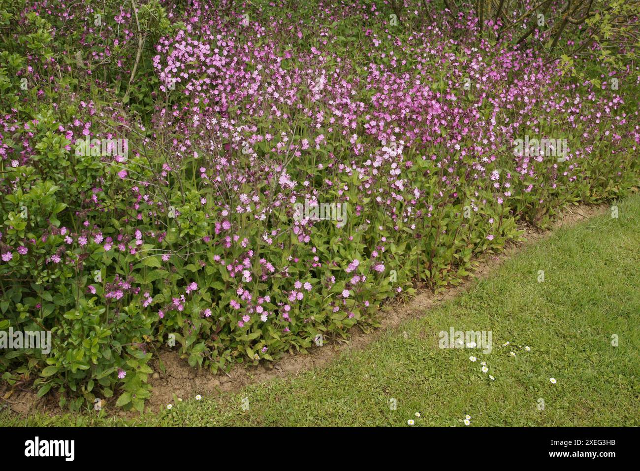 Red campion silene acaulis hi-res stock photography and images - Alamy