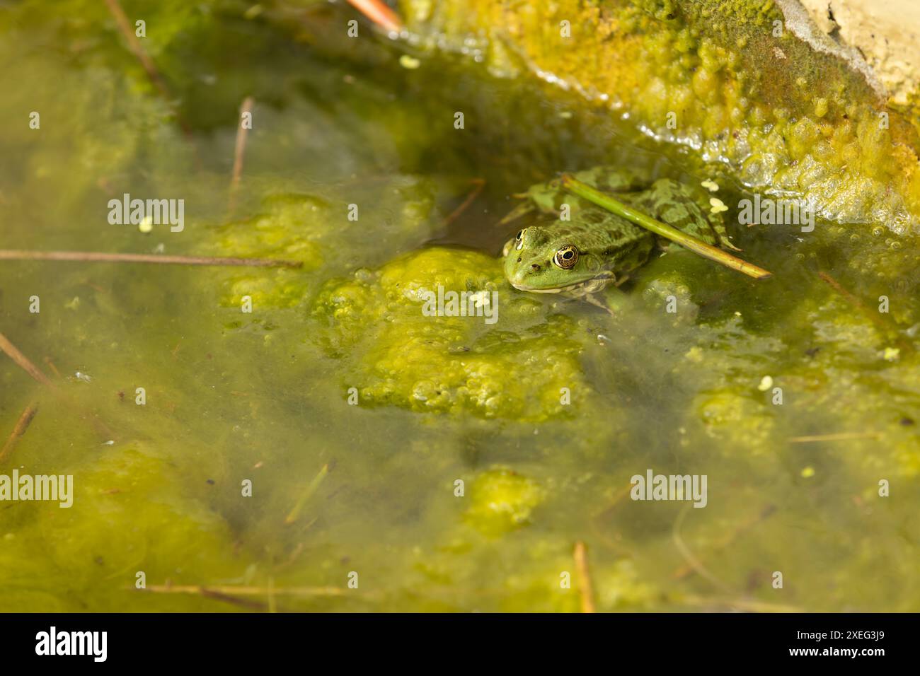 Green frog in water hi-res stock photography and images - Alamy