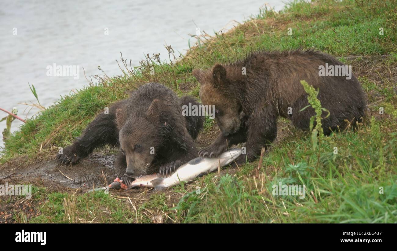 Bear cubs eating salmon Stock Photo - Alamy