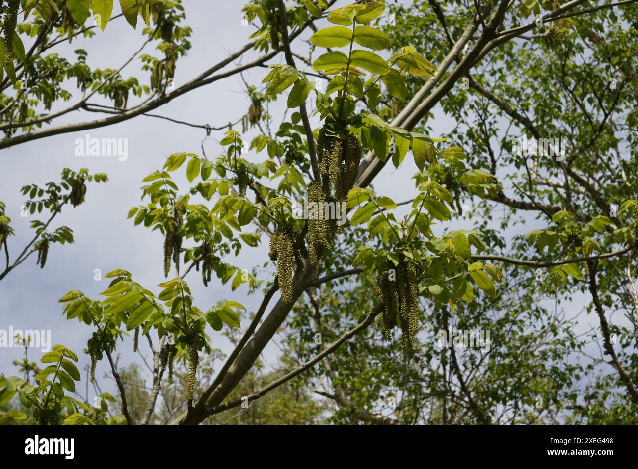 Juglans mandshurica, Manchurian walnut Stock Photo - Alamy