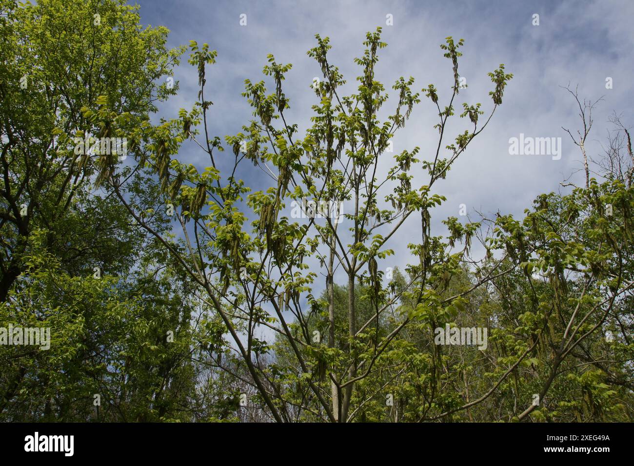 Juglans mandshurica, Manchurian walnut Stock Photo - Alamy