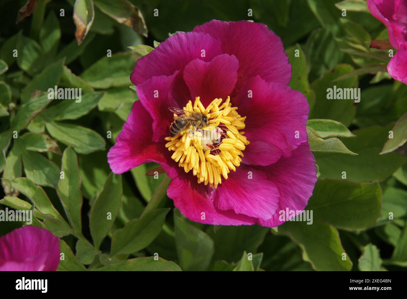 Peony paeonia mlokosewitschii hi-res stock photography and images - Alamy