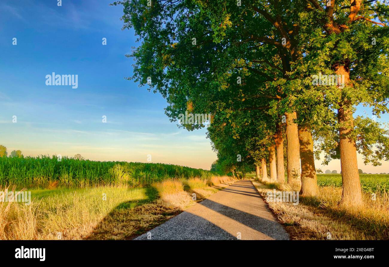 Peaceful tree lined road hi-res stock photography and images - Alamy