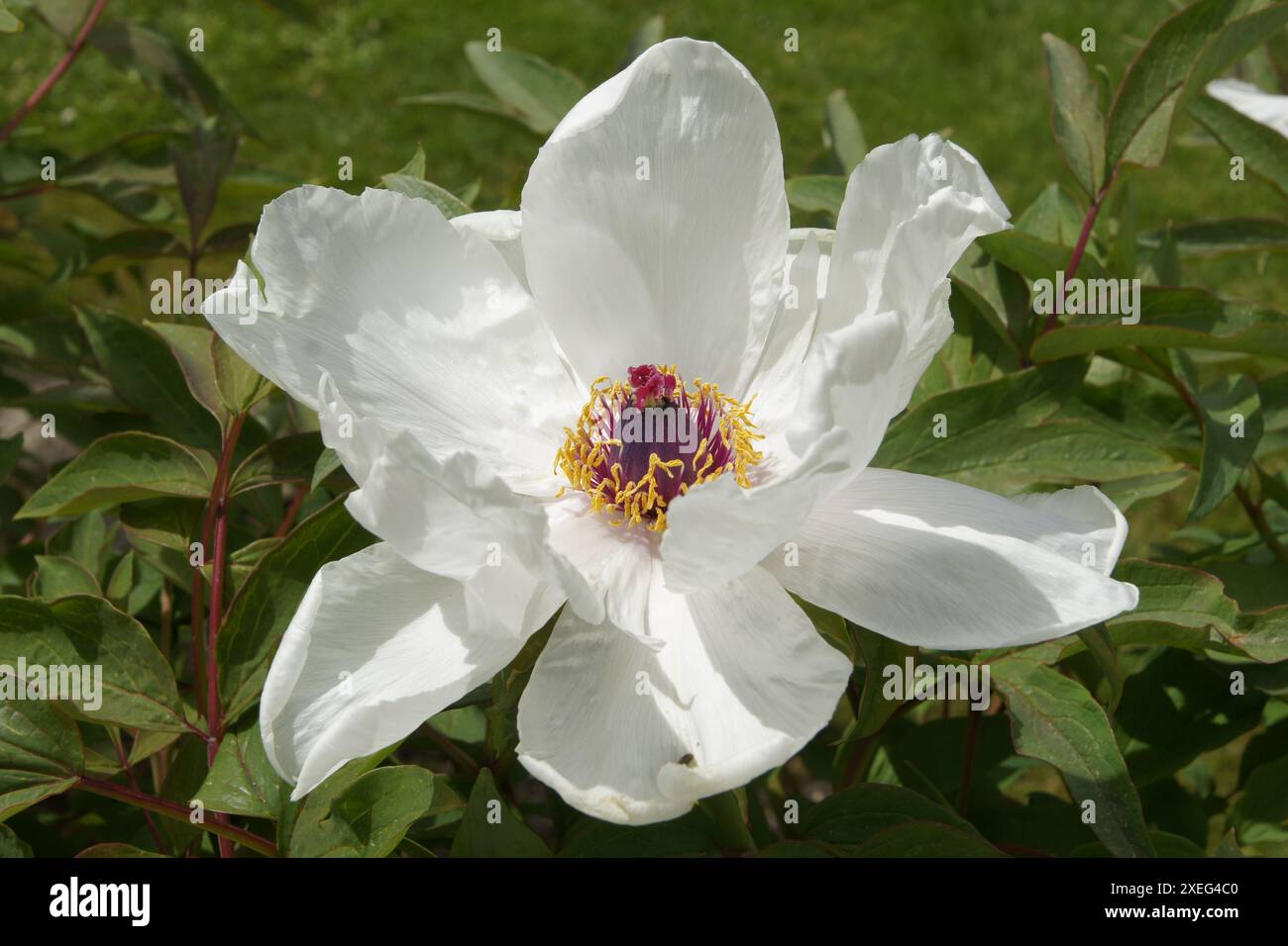 Shrub peony play the witch hi-res stock photography and images - Alamy