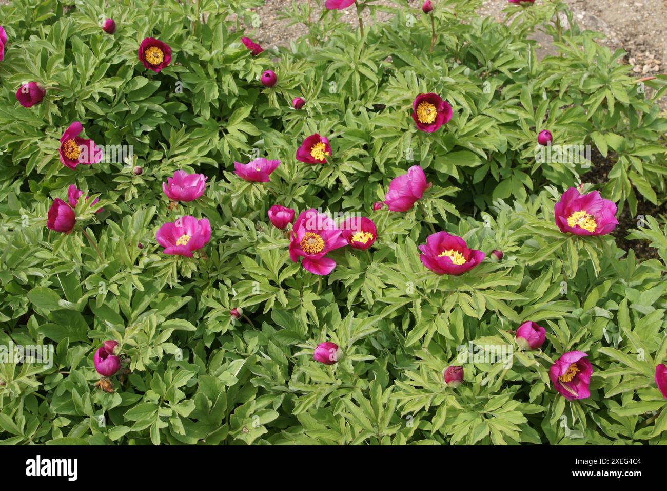 Paeonia officinalis, peony Stock Photo - Alamy