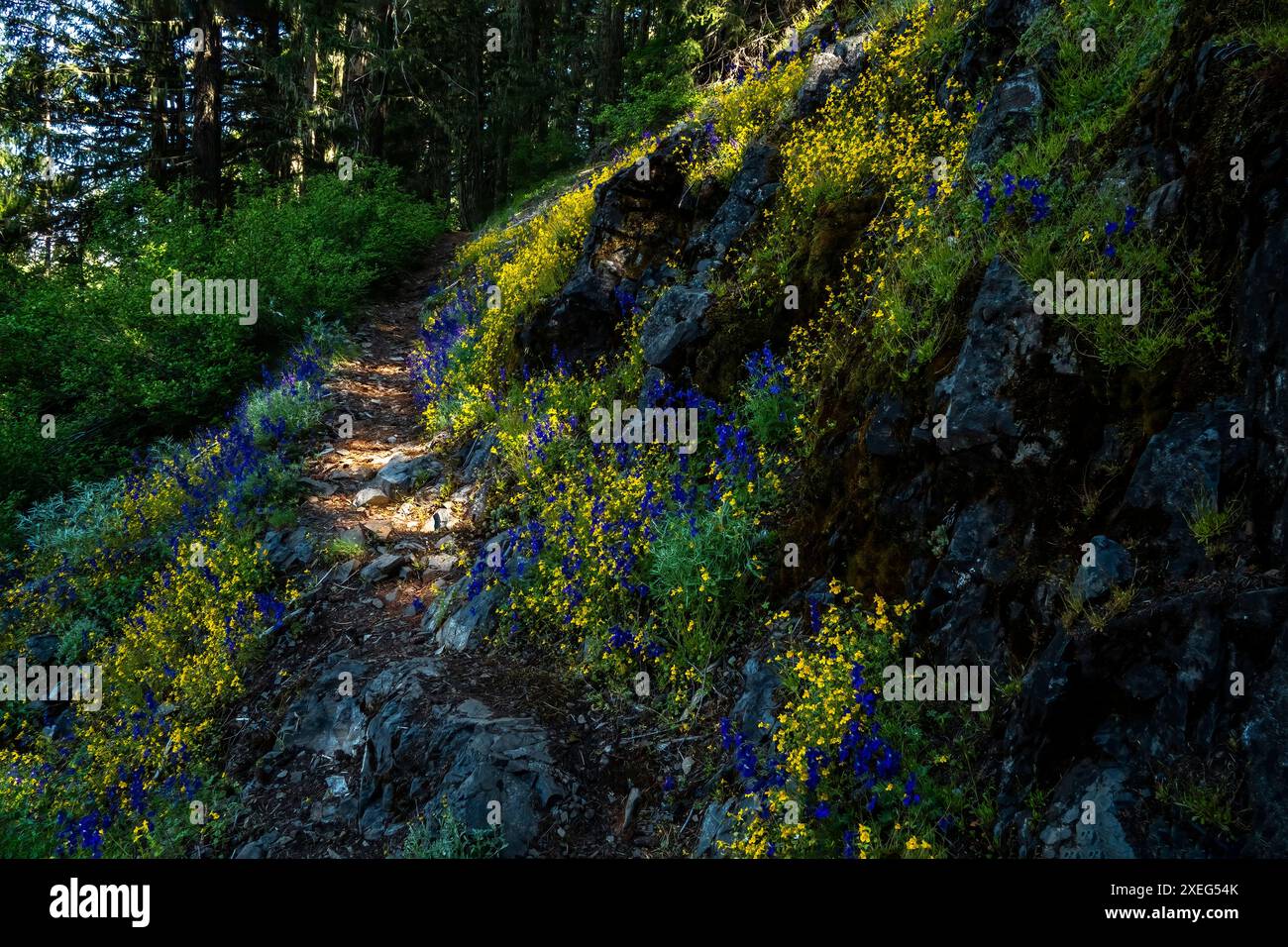 Hiking trail passes through a dazzeling display of wildflowers ...