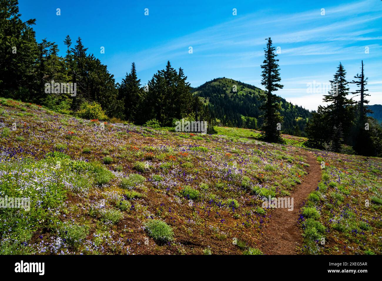 Wildflowers carpet the mountain meadows below Cone Peak in Oregon's Cascade Mountains Stock ...