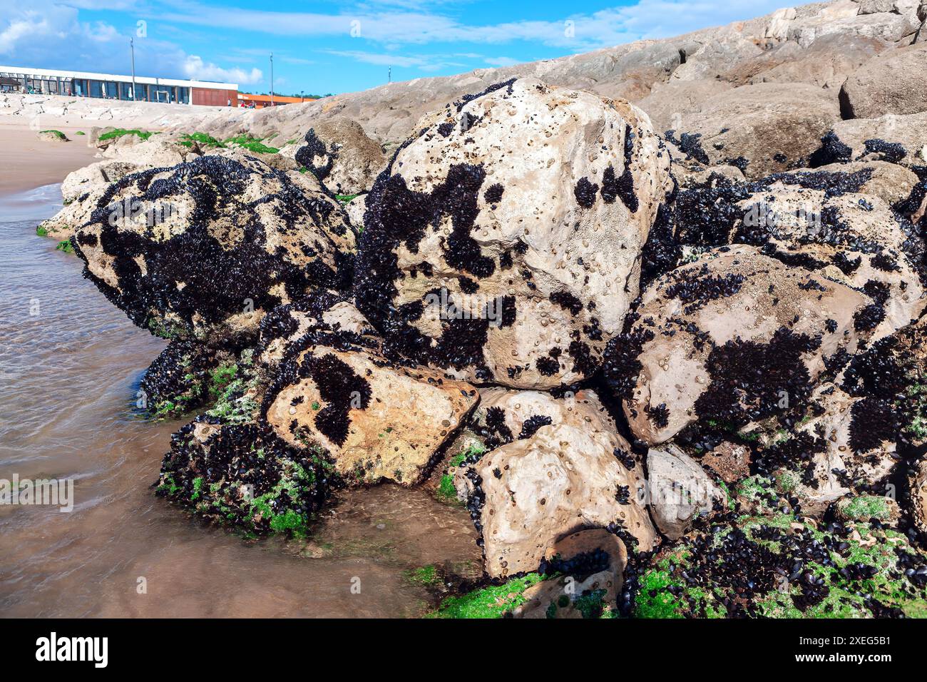 Large rock covered in green algae, creating a vibrant and textured ...