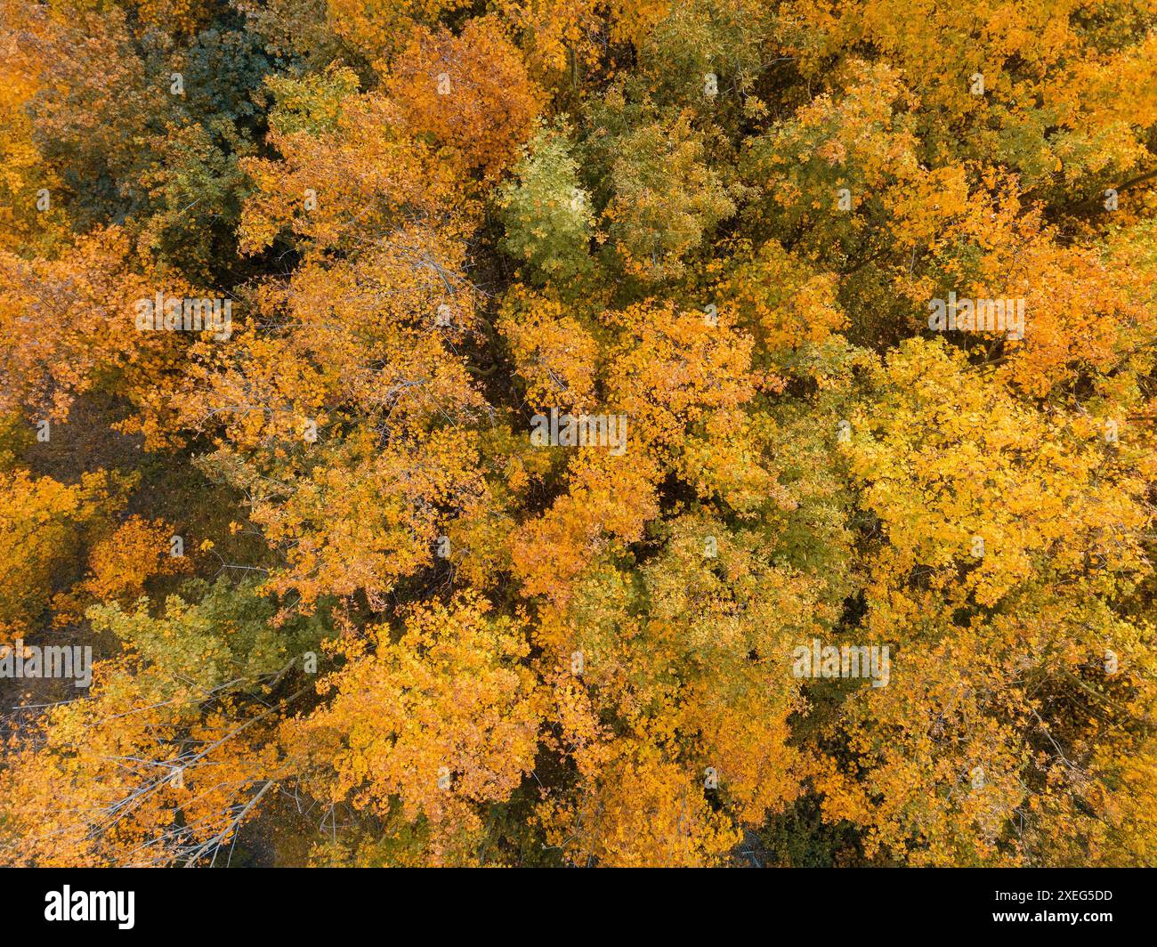 Flying above forest in stunning hi-res stock photography and images - Alamy